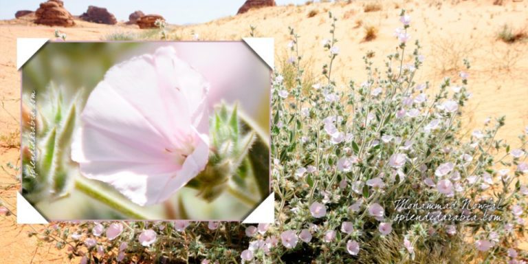 Flowers of Saudi Arabia | Saudi Arabian Flora