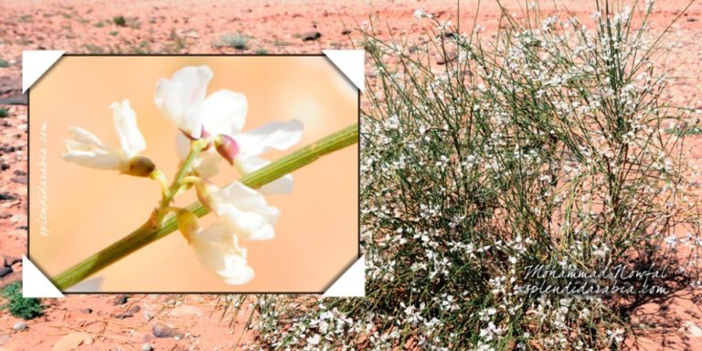 Flowers of Saudi Arabia | Saudi Arabian Flora